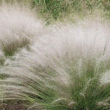 Ornamental Cloud Grass Seeds – SEEDTOPIA
