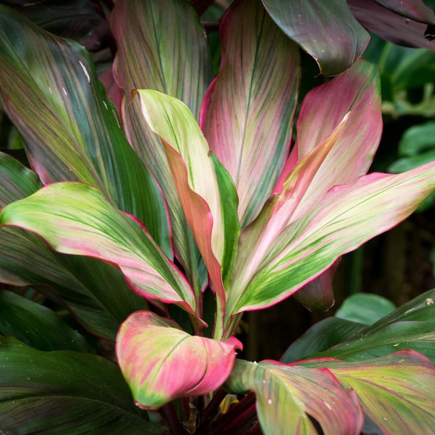 Candy Cane Cordyline Ti Plant Seeds – SEEDTOPIA