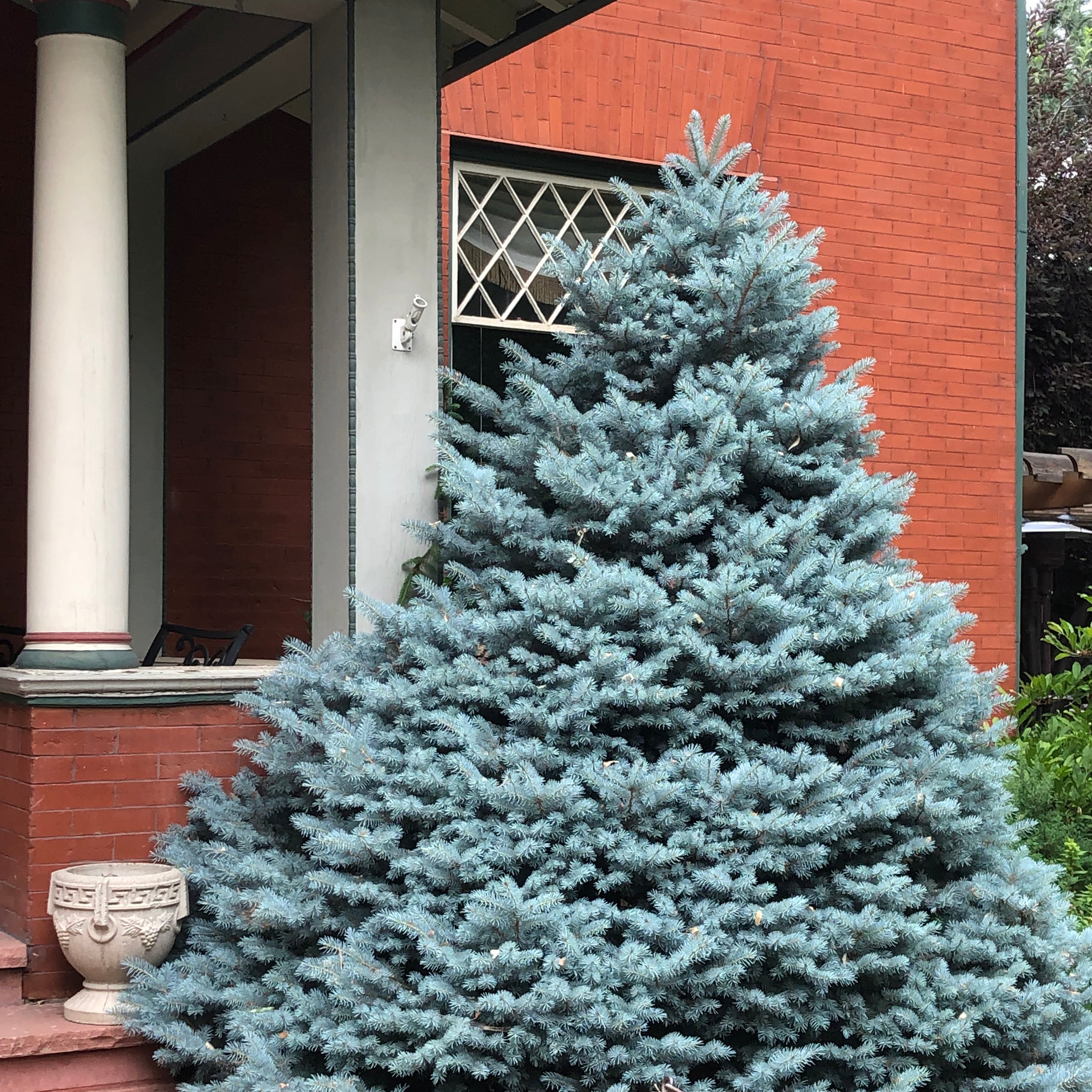 Blue Spruce Tree Seeds – SEEDTOPIA