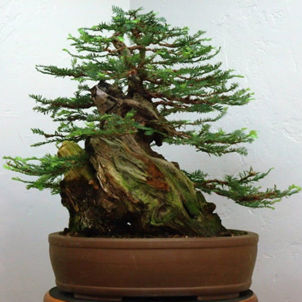 Giant Sequoia Redwood Tree Seeds SEEDTOPIA Giant Sequoia Redwood Tree Seeds SEEDTOPIA
