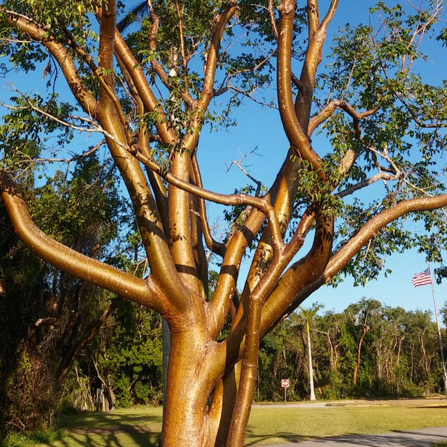 Gumbo Limbo Tree Seeds – SEEDTOPIA