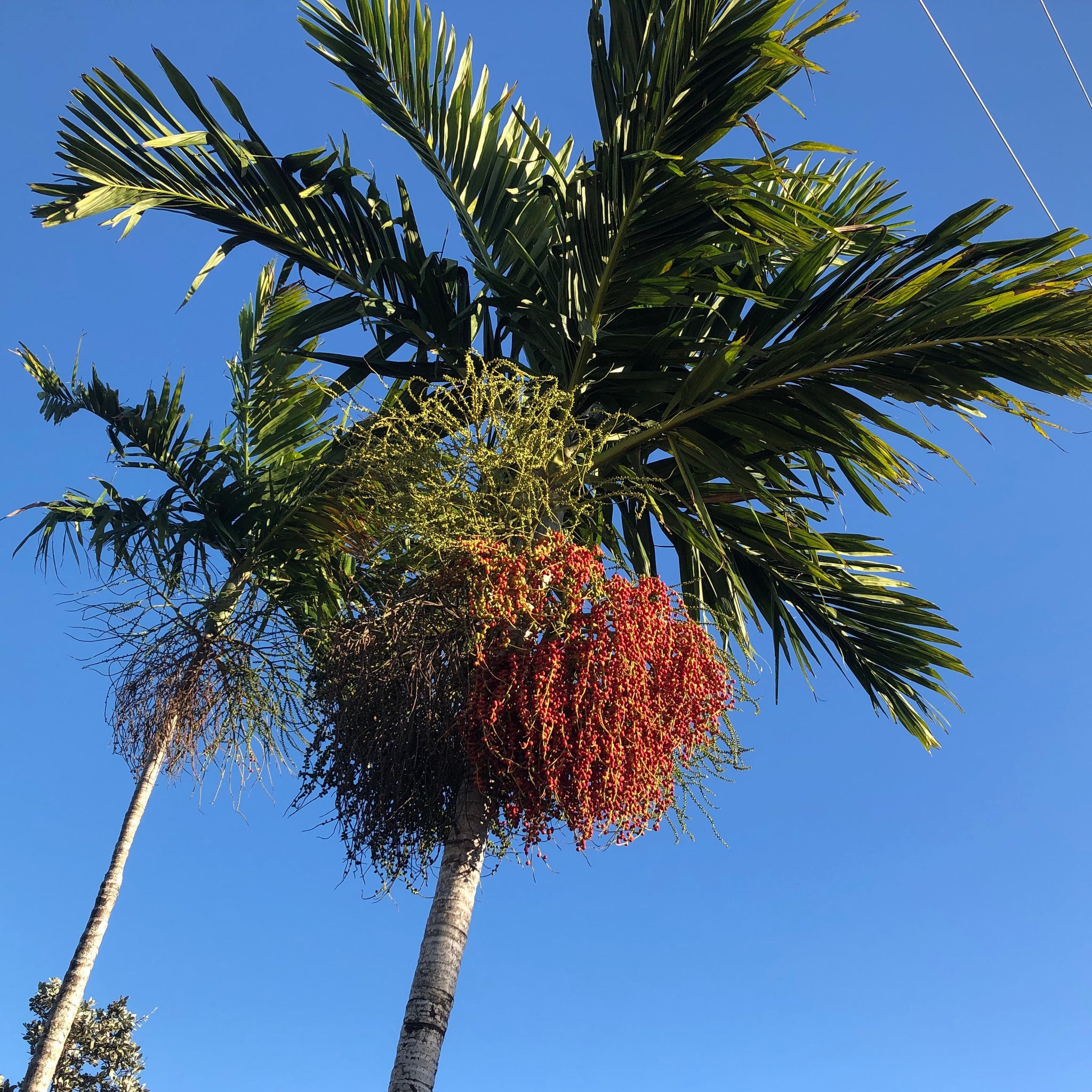 Alexander Palm Tree Seeds – SEEDTOPIA