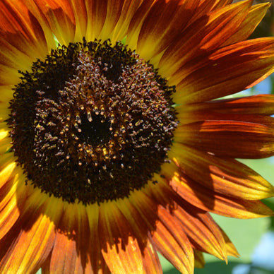 Evening Sun Sunflower Plant Seeds – SEEDTOPIA