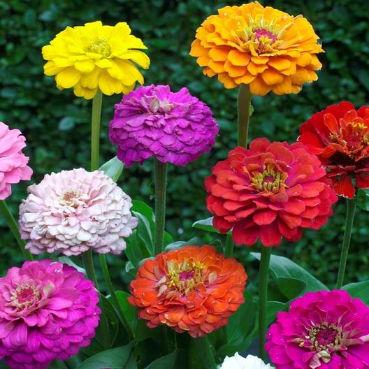 Pumila Zinnia Flower Seeds – SEEDTOPIA