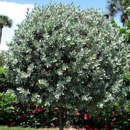 Silver Buttonwood Tree Seeds – SEEDTOPIA