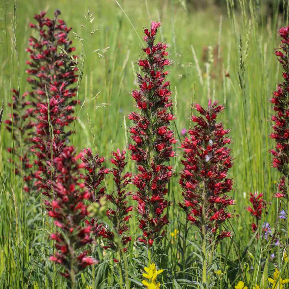 Red Viper's Bugloss Plant Seeds – SEEDTOPIA