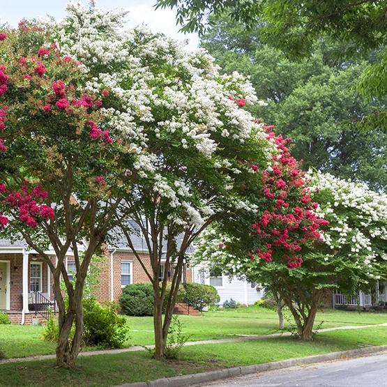 Crepe Myrtle Tree (Bundle Pack) – SEEDTOPIA