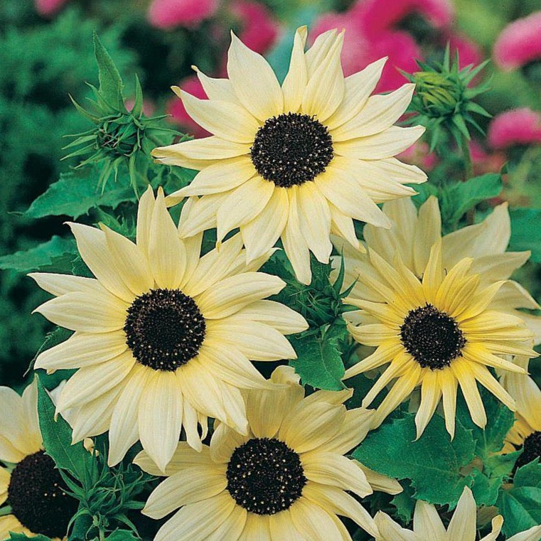 Italian White Sunflower – SEEDTOPIA