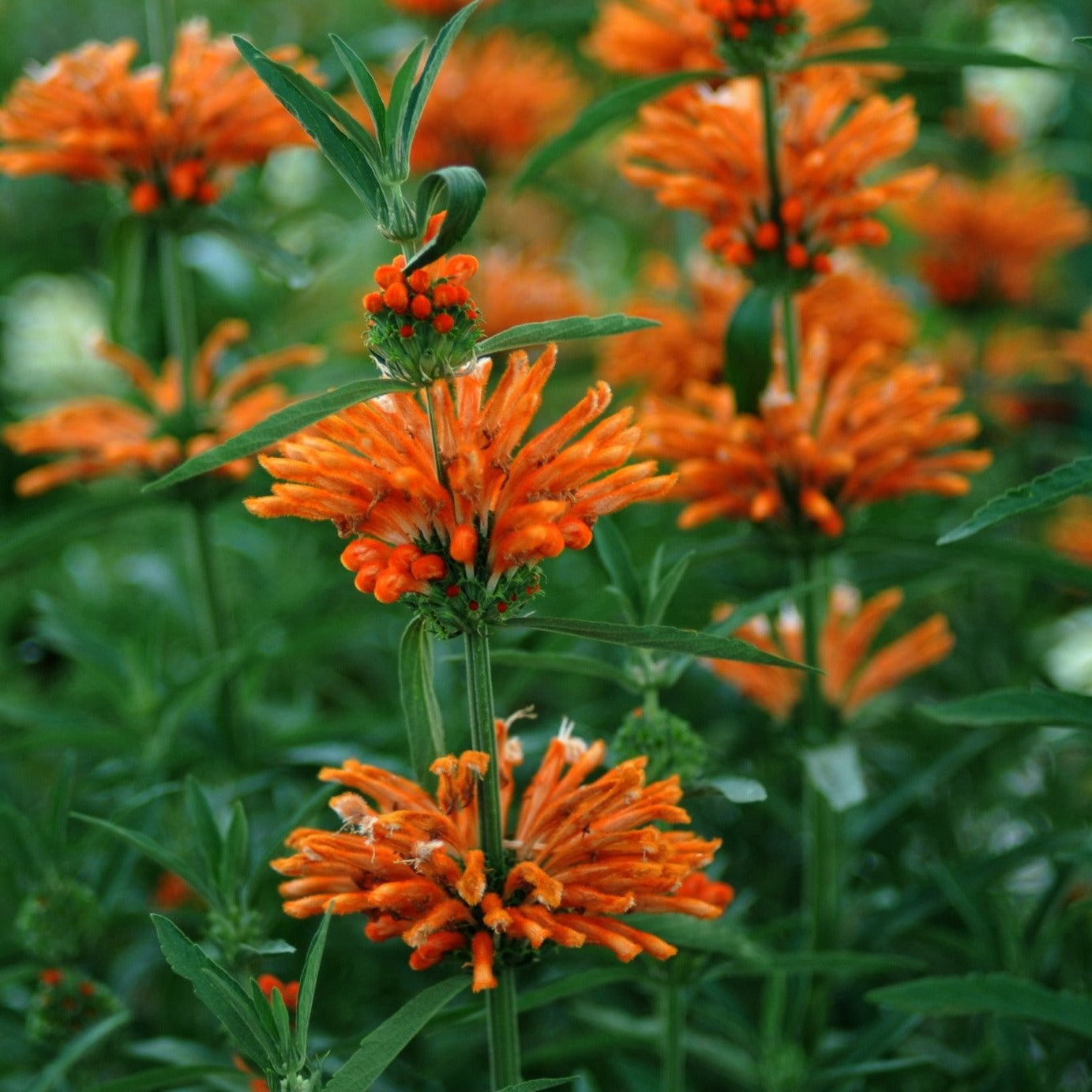 Lion's Ear Dagga Plant Seeds – SEEDTOPIA