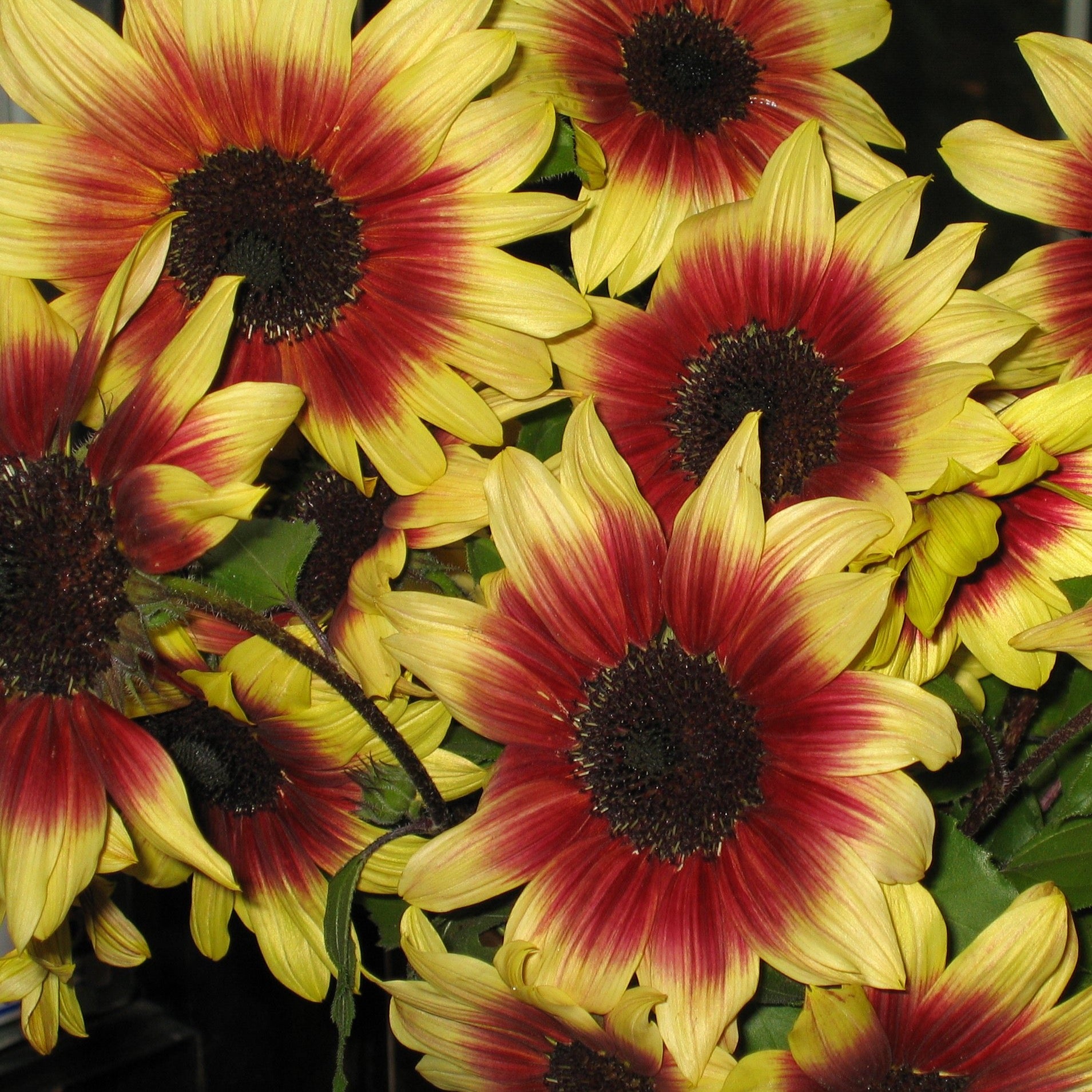 Magic Roundabout Sunflower – SEEDTOPIA