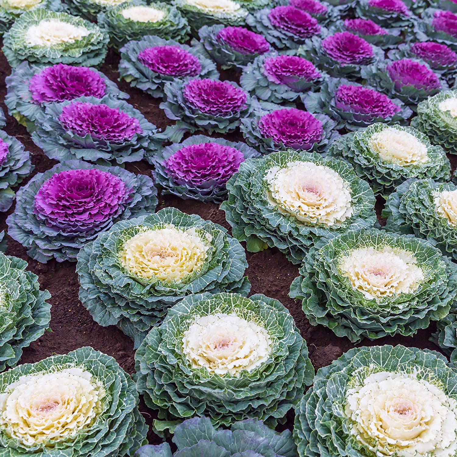 Ornamental Cabbage Plant Seeds – SEEDTOPIA
